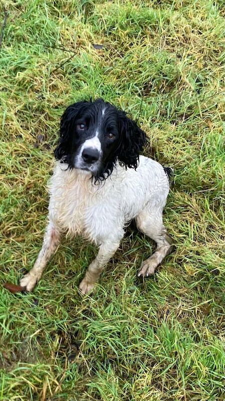 3 Year Old Springer Spaniel For Sale in Newry, County Armagh