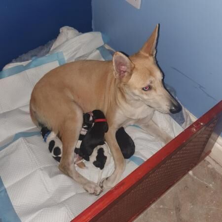 Springer Spaniel Puppies For Sale | Springer Spaniel Owners