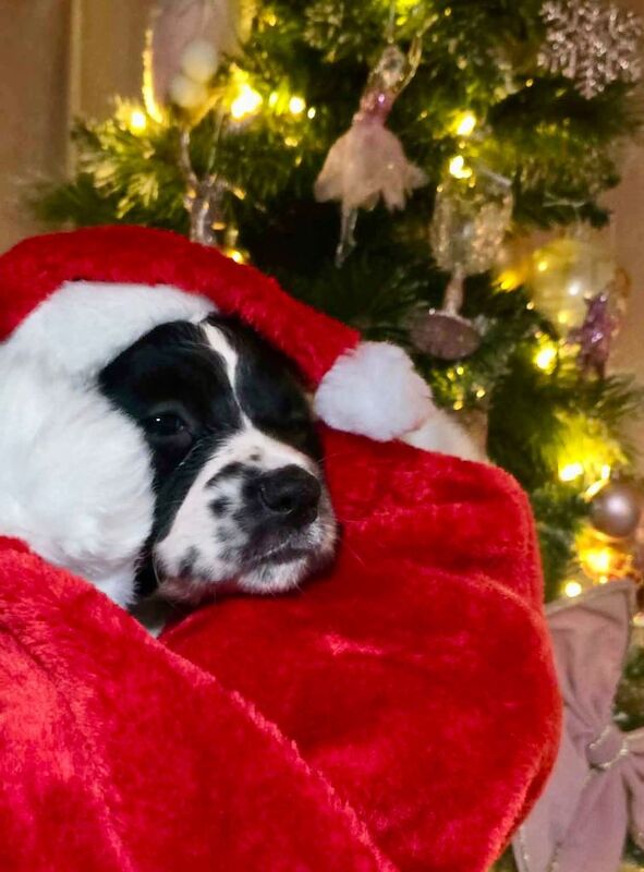 KC Registered English Springer Spaniel Puppies For Sale in Bangor ...