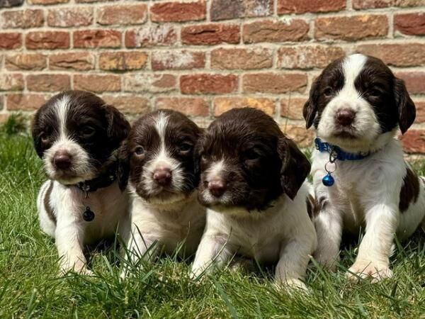 Springer Spaniel Puppies For Sale | Springer Spaniel Owners