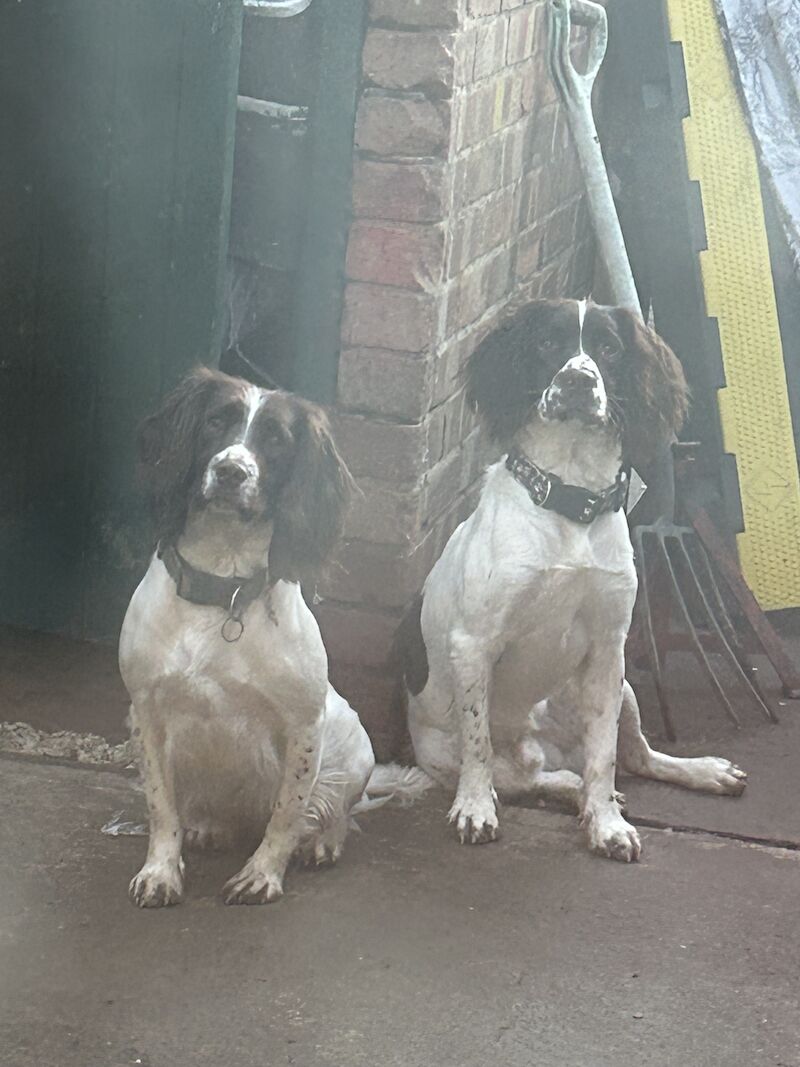 Kennel Club Registered Springer Spaniel Puppies For Sale | Springer ...
