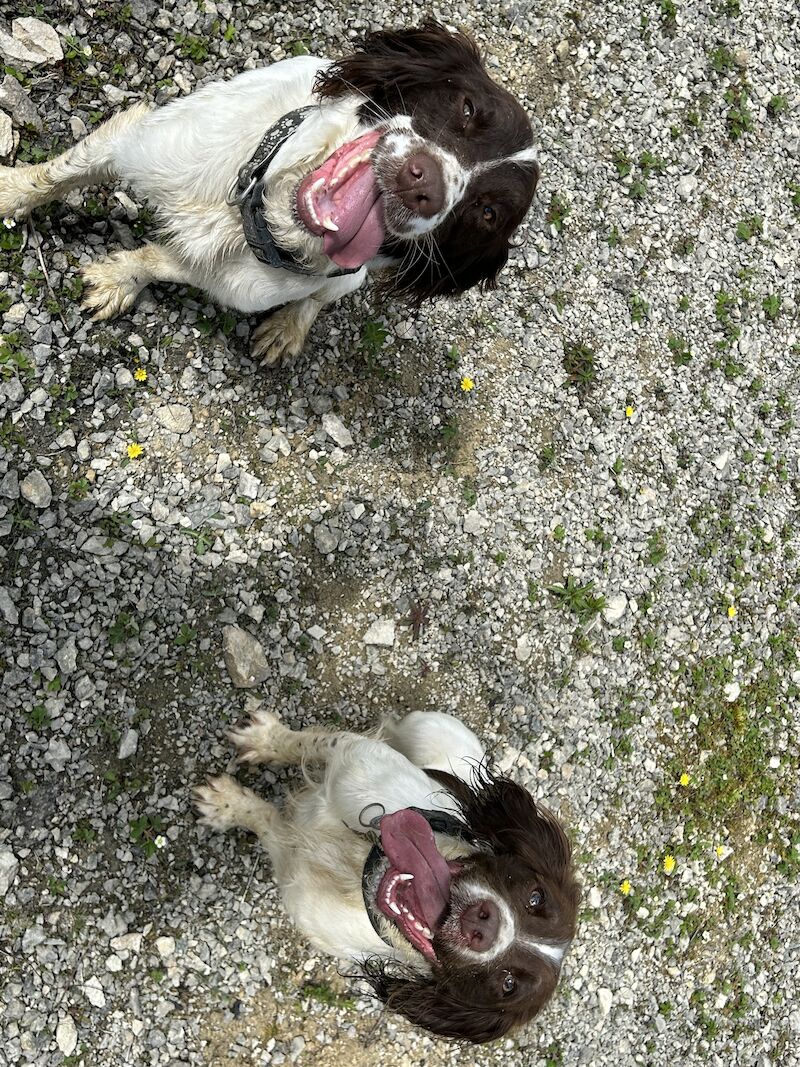 Make And Female Spaniels - Springer Spaniel Puppies For Sale in ...