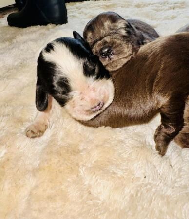 Springer Spaniel Puppies For Sale | Springer-spaniel-owners.co.uk