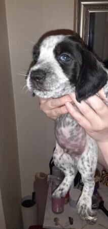Springer Spaniel Puppies For Sale | Springer Spaniel Owners