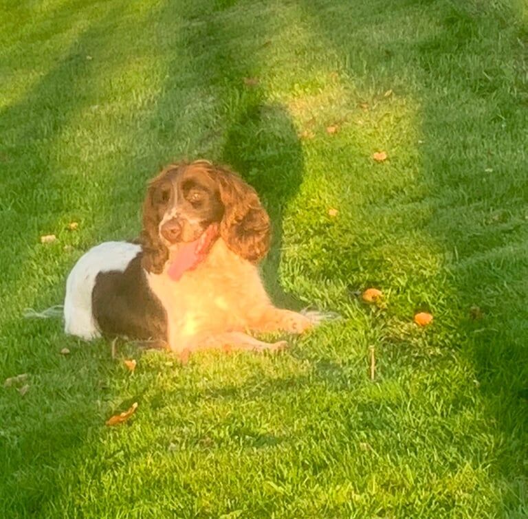 Springer Spaniel For Sale in Burton upon Trent, Staffordshire