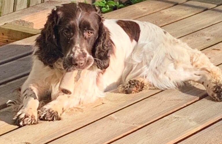 Springer Spaniel For Sale in Burton upon Trent, Staffordshire