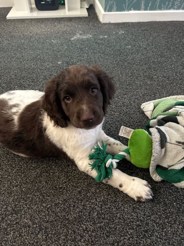 Springer Spaniel For Sale in Norwich, Norfolk