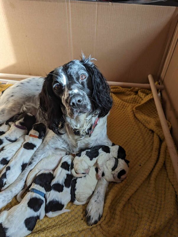 Springer Spaniel Puppies For Sale In Scotland | Springer Spaniel Owners