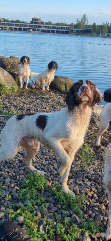 Springer Spaniel Pup For Sale in Perth, Perth And Kinross | Springer ...
